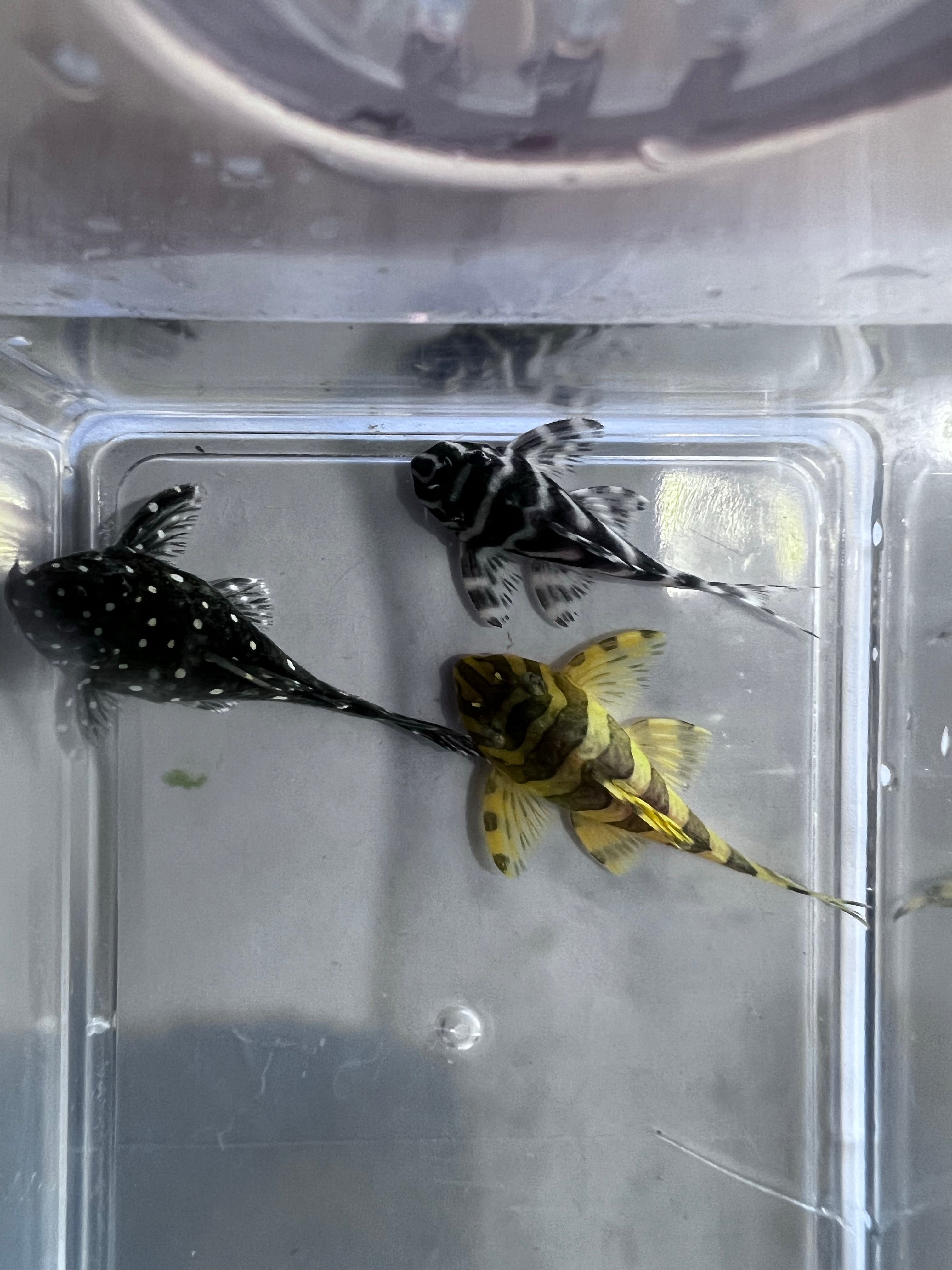 Cat Fish/L number pleco/Bristle Nose/Loaches – Tropical Aquarium