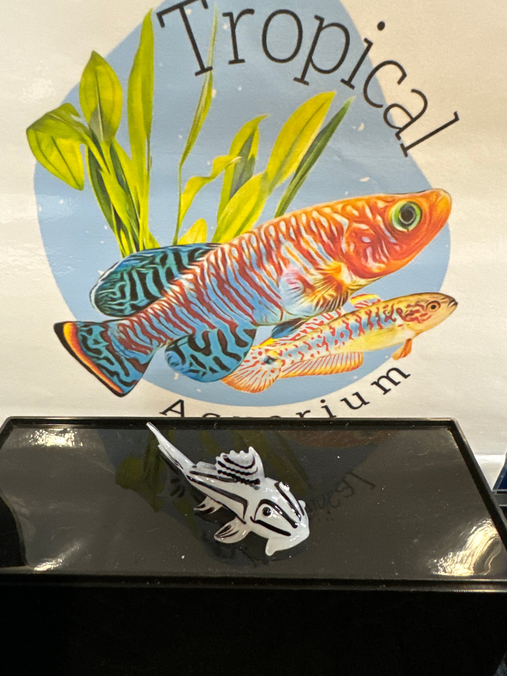 glass ornament pleco – Tropical Aquarium