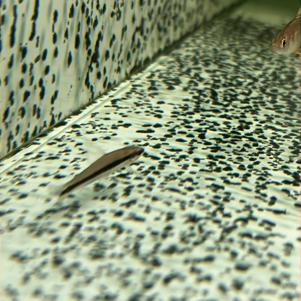 Siamese Flying Fox (SAE)(Crossocheilus Oblongus) – Tropical Aquarium