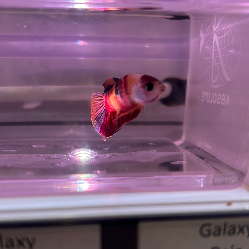 Bettas - Buy Betta Fish (Fighting Fish) Online Australia – Page 2 ...