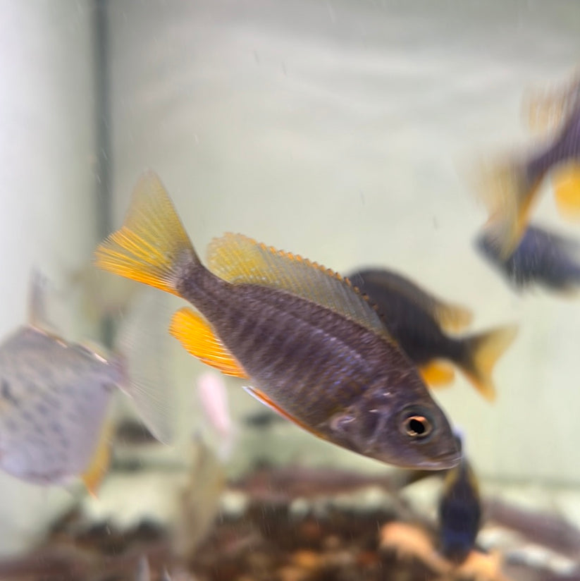 Red Fin Kadango Cichlid (Copadichromis borleyi) – Tropical Aquarium