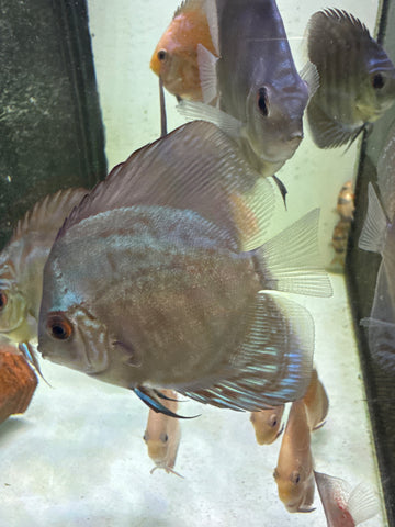Buy Discus Fish Online Australia – Tropical Aquarium