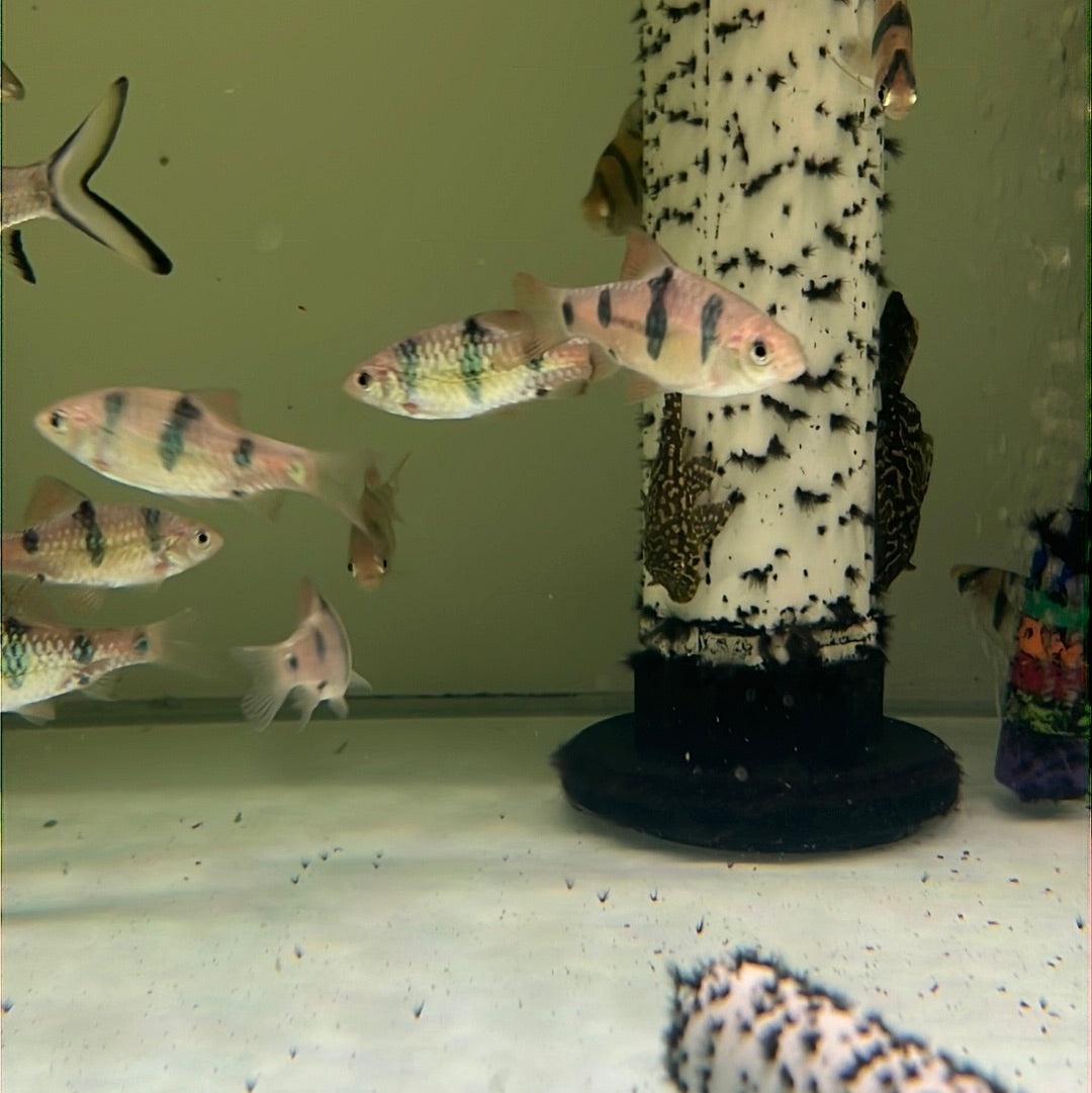 Clown Barb (Puntius everetti) – Tropical Aquarium