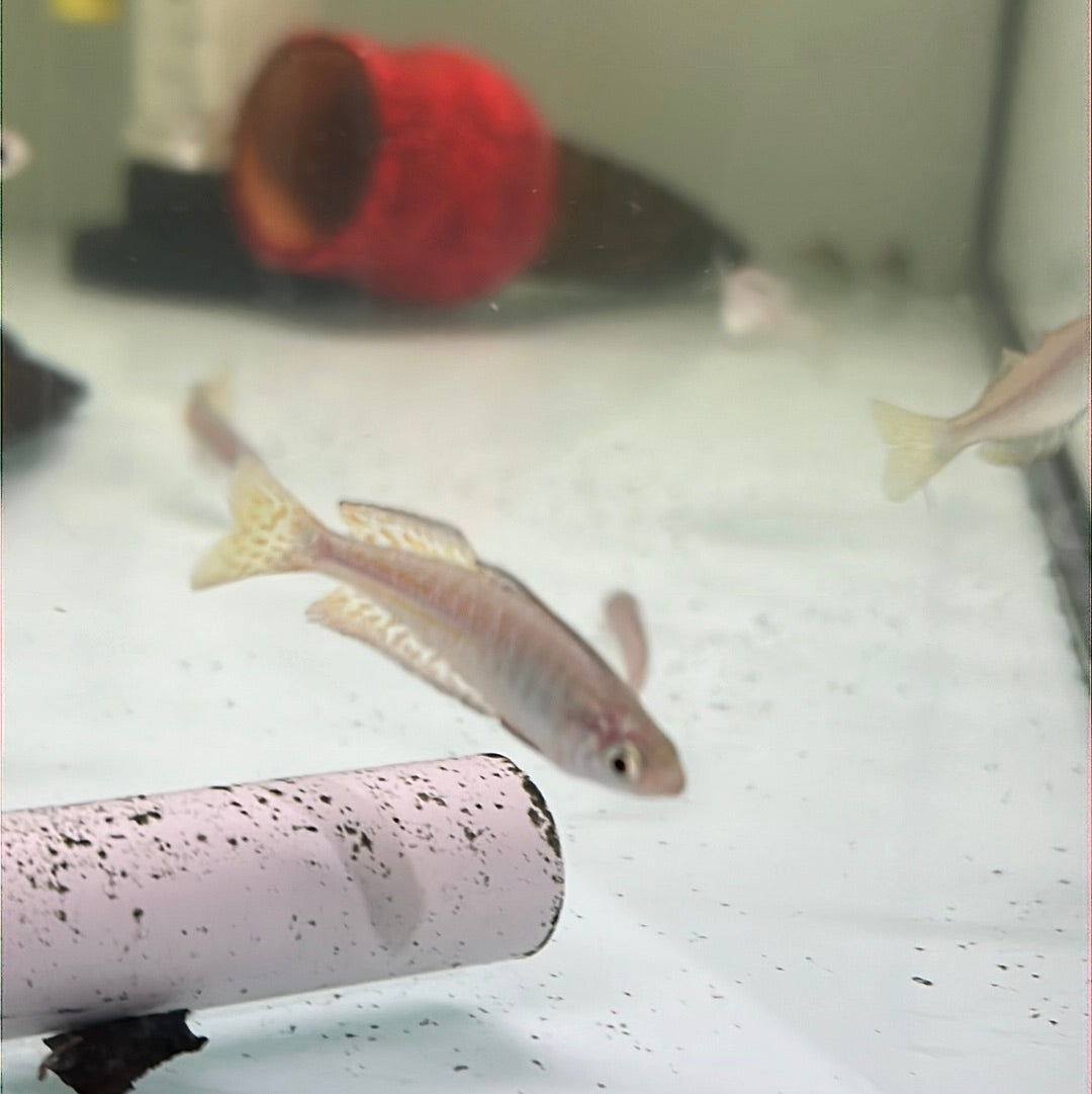 Eastern Rainbowfish Davies Creek(Melanotaenia splendida splendida ...