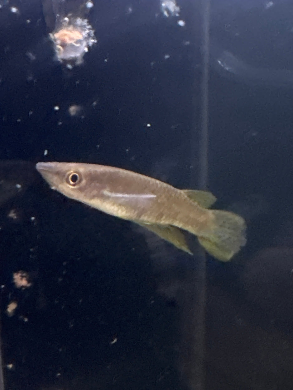 Buy Killifish Online Australia – Tropical Aquarium