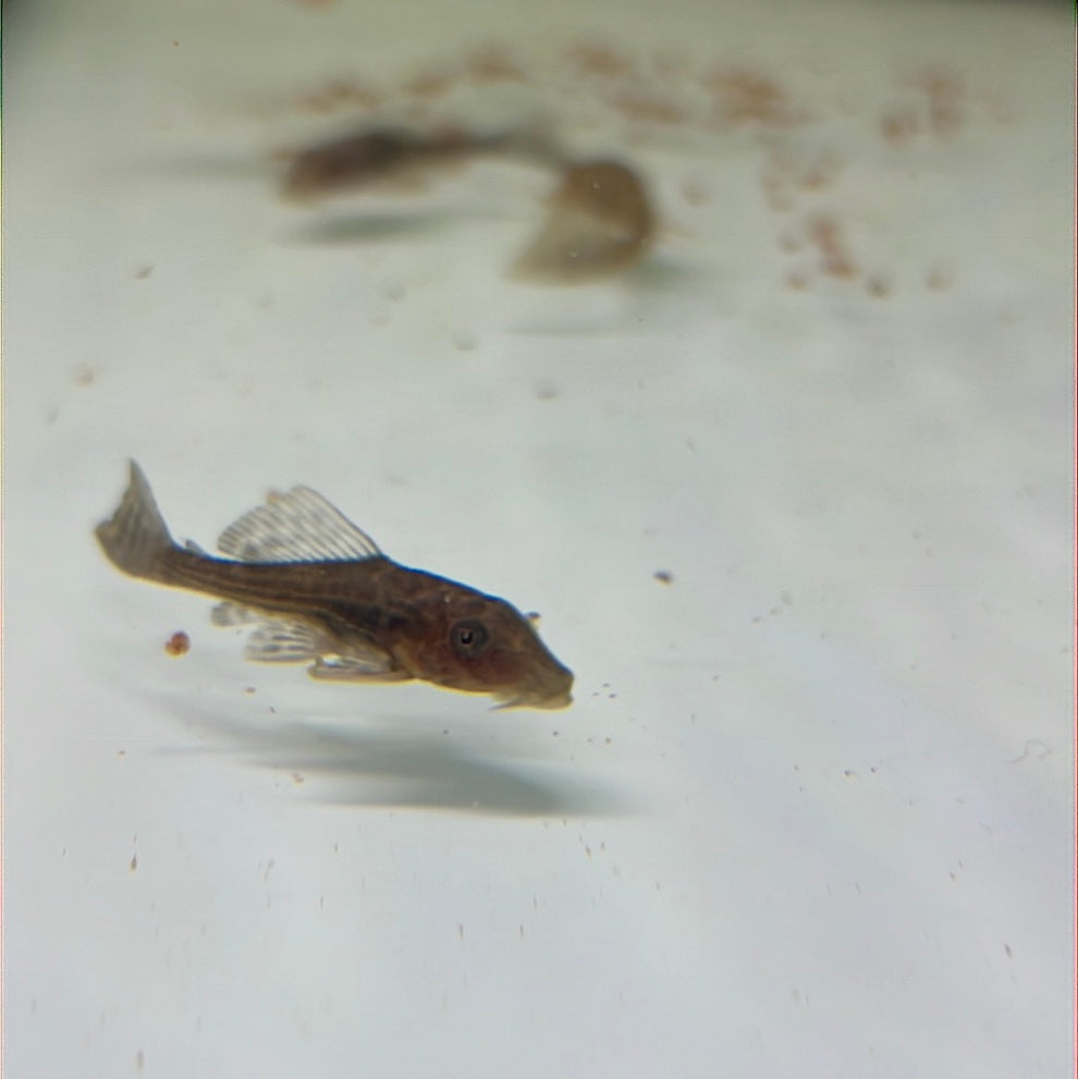 Chocolate Plecostomus Catfish (Hypostomus plecostomus) – Tropical Aquarium
