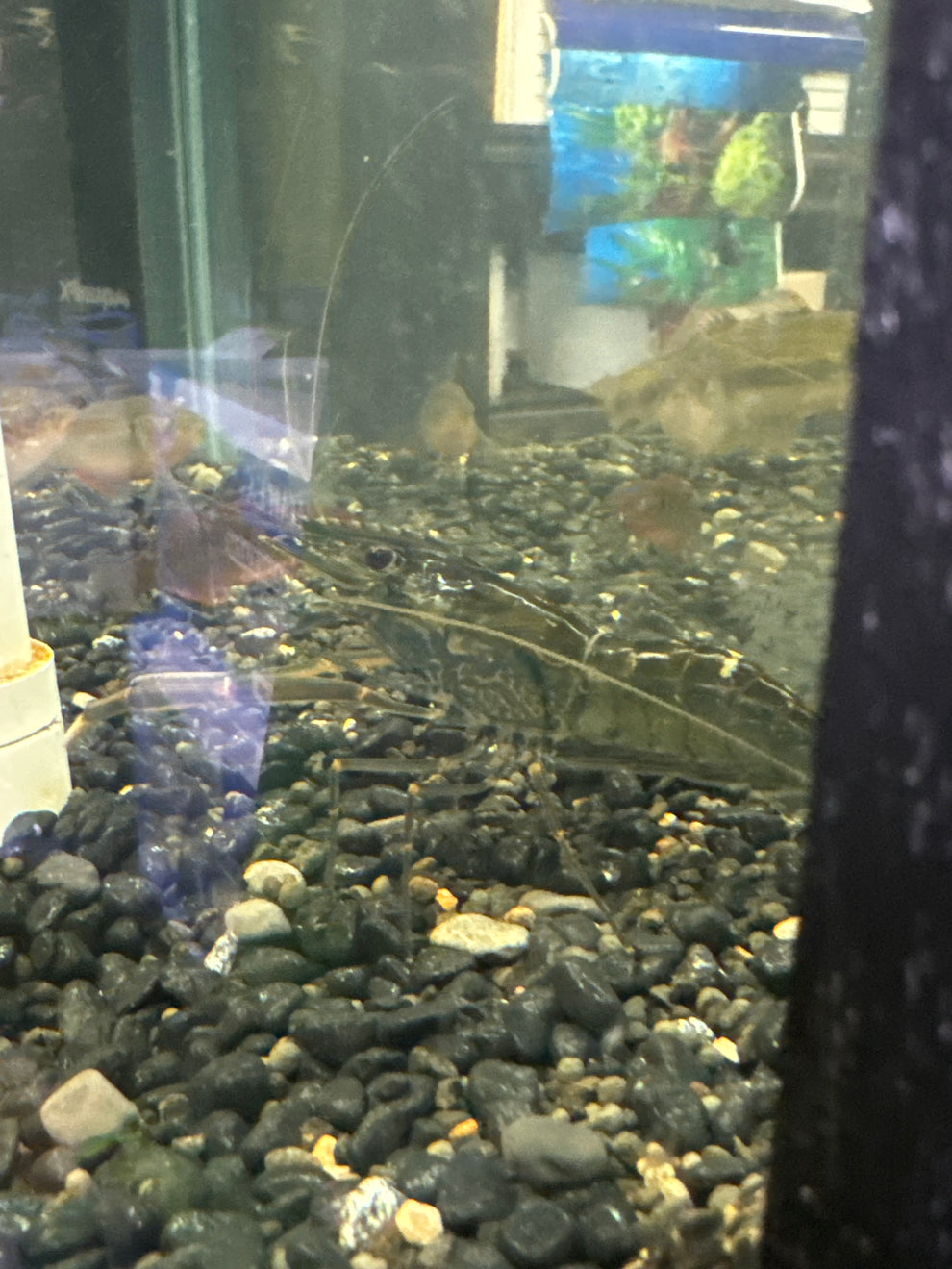 Long Armed Freshwater Shrimp (Macrobrachium Australiense) – Tropical ...