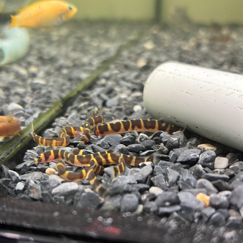 Kuhlii Loach (Pangio Kuhlii) – Tropical Aquarium