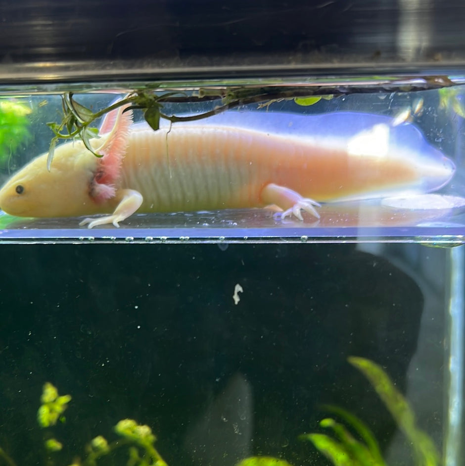 Miscellaneous Fish - Buy Fish Online Australia – Tropical Aquarium