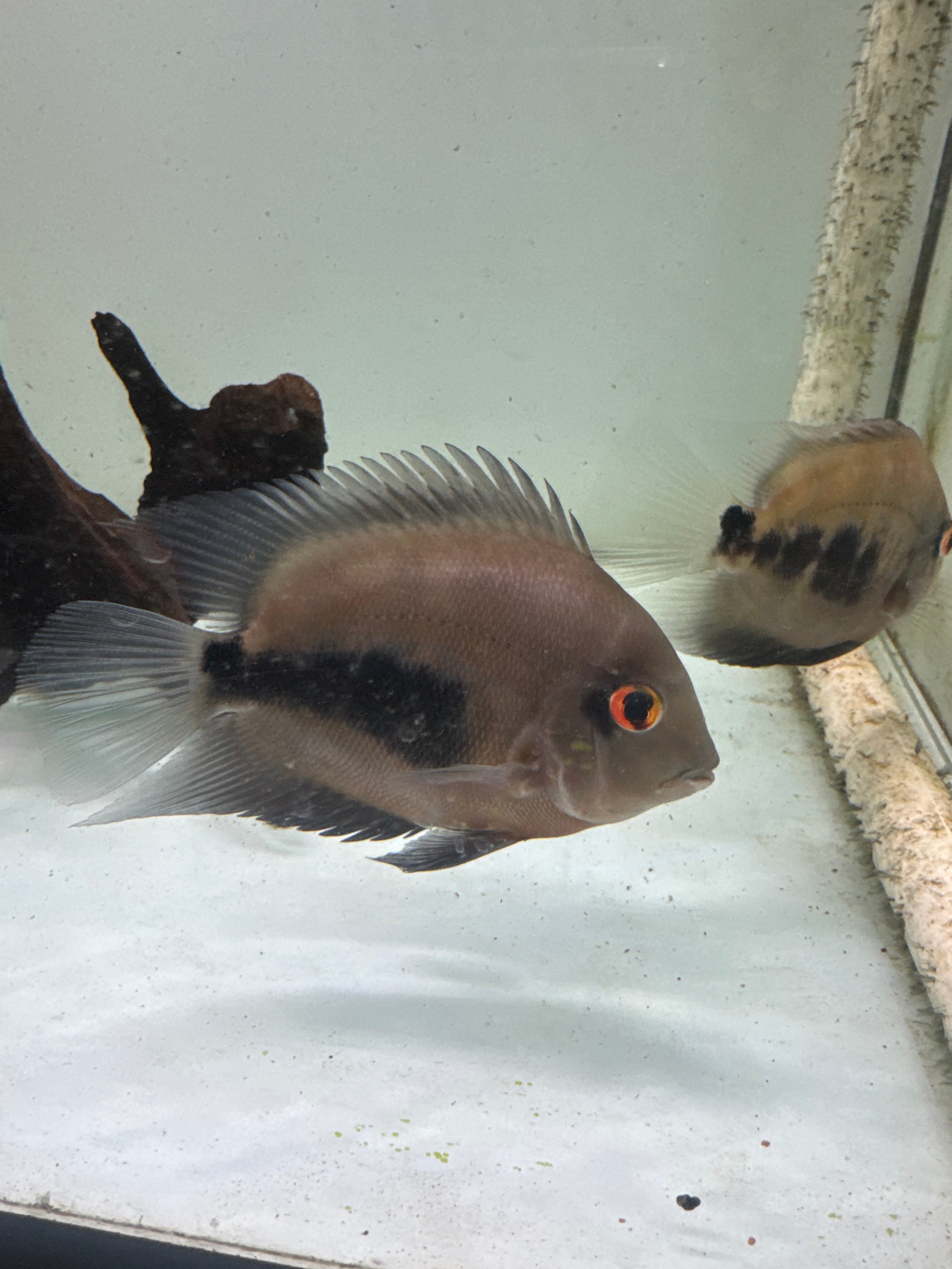 UARU (Uaru amphiacanthoides) – Tropical Aquarium