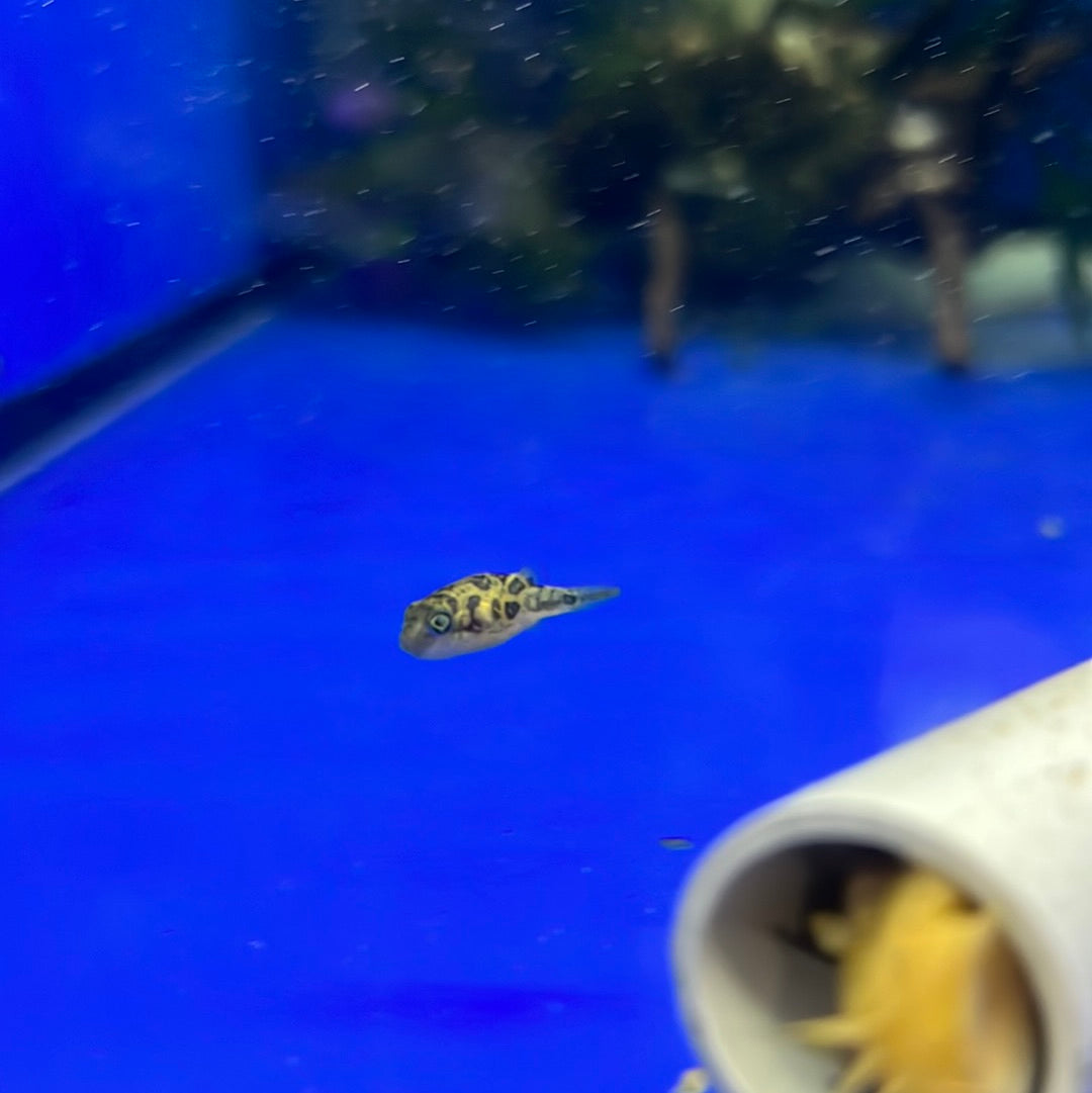 dwarf pea puffer (Carinotetraodon travancoricus) – Tropical Aquarium