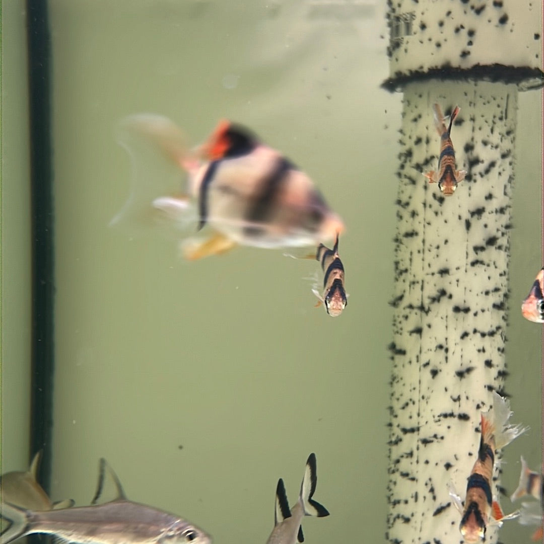 Long Fin Tiger Barb – Tropical Aquarium