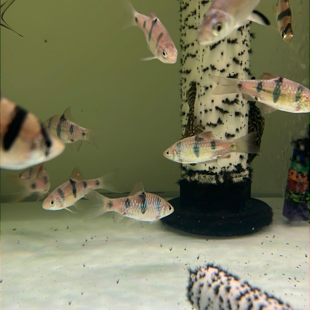 Clown Barb (Puntius everetti) – Tropical Aquarium
