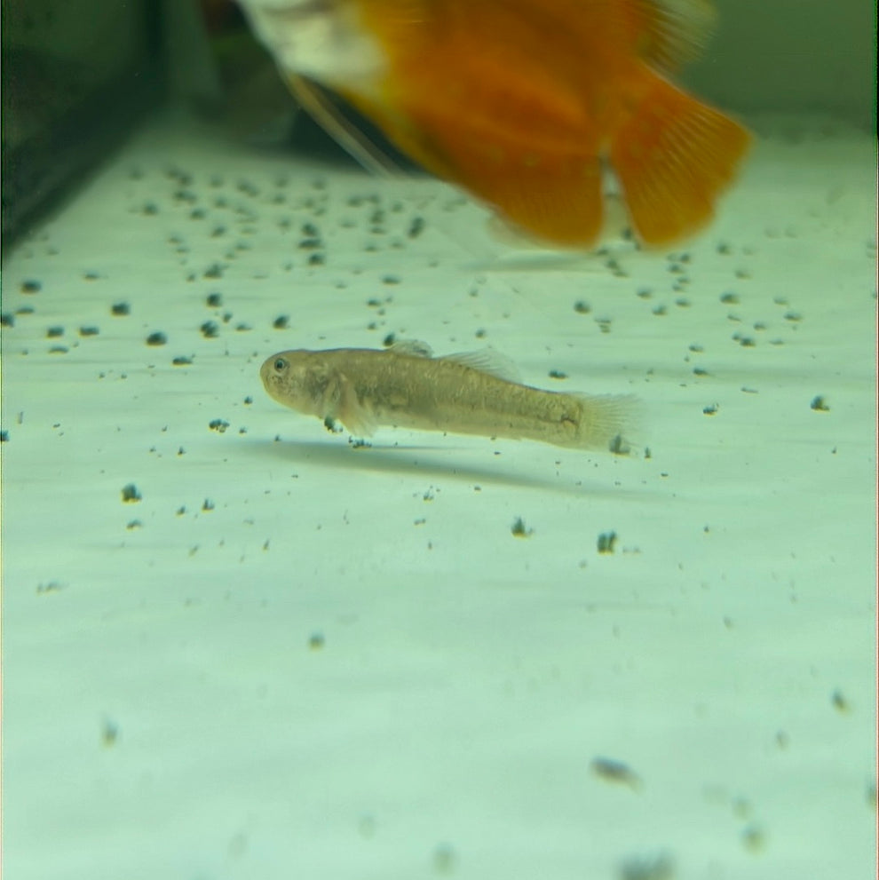 Desert Goby (Chlamydogobius Eremius) – Tropical Aquarium