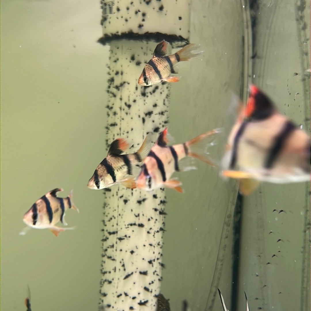 Long Fin Tiger Barb – Tropical Aquarium