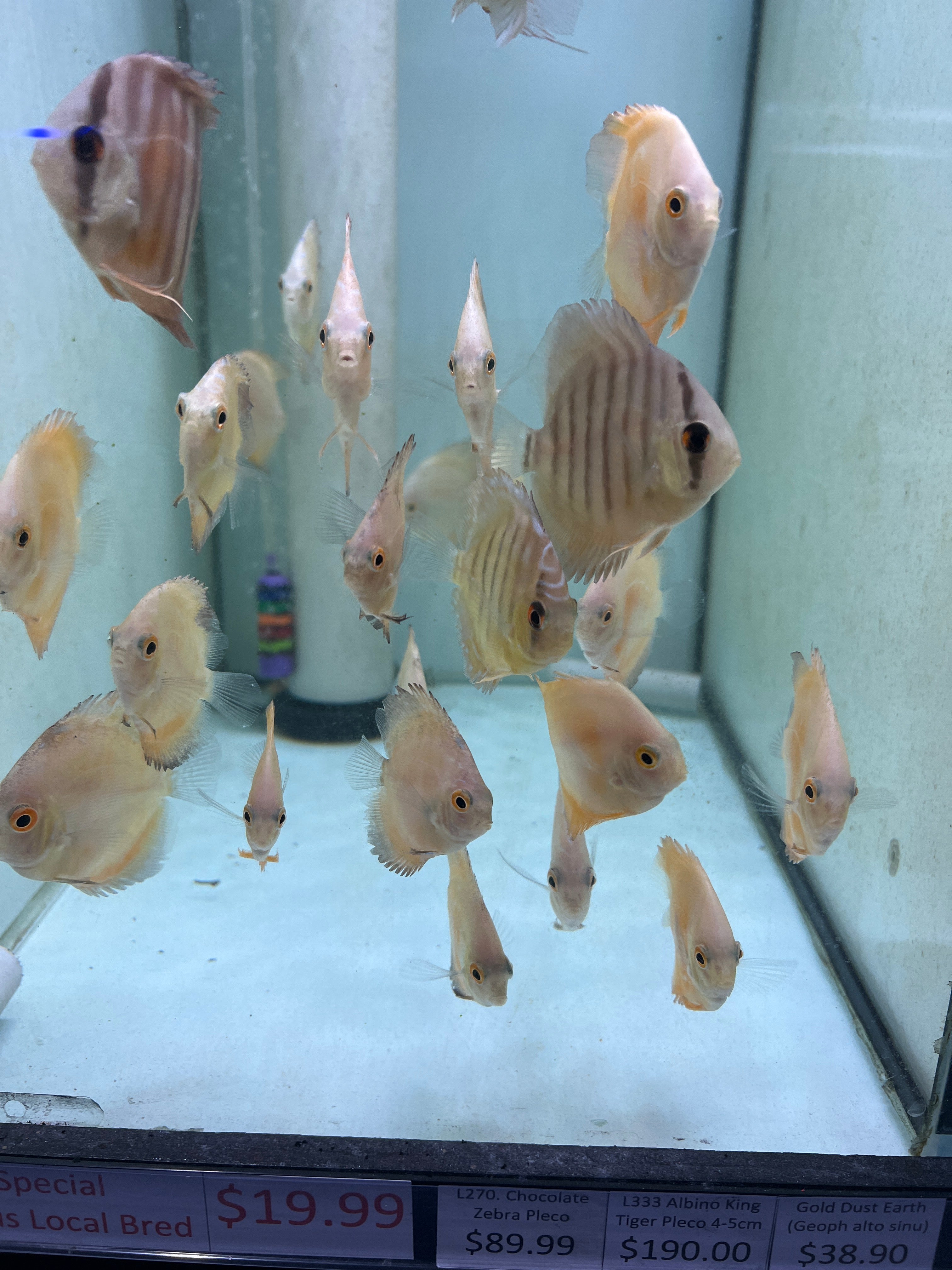 Buy Discus Fish Online Australia – Tropical Aquarium