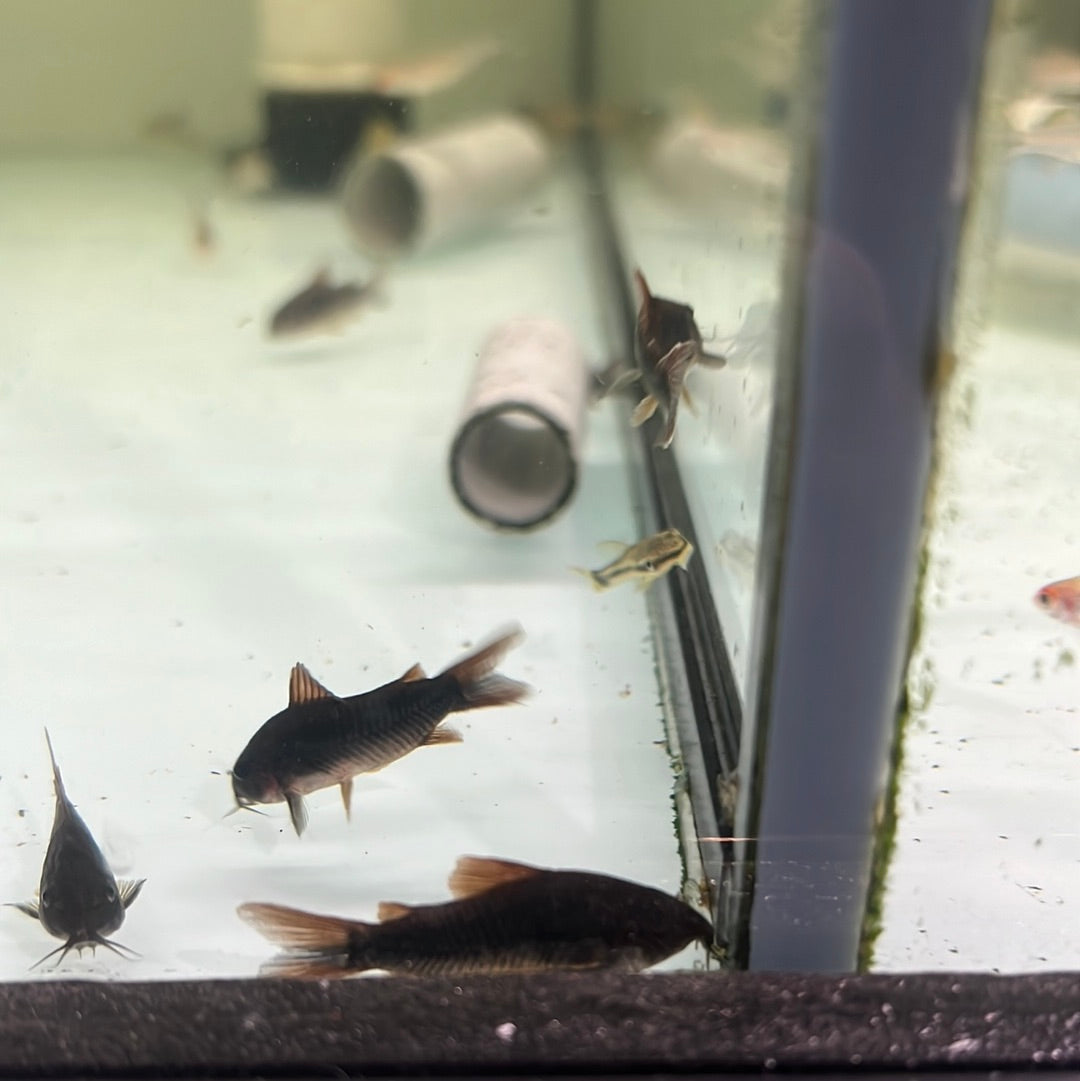 Black Venezuela Corydoras (Corydoras schultzei) – Tropical Aquarium