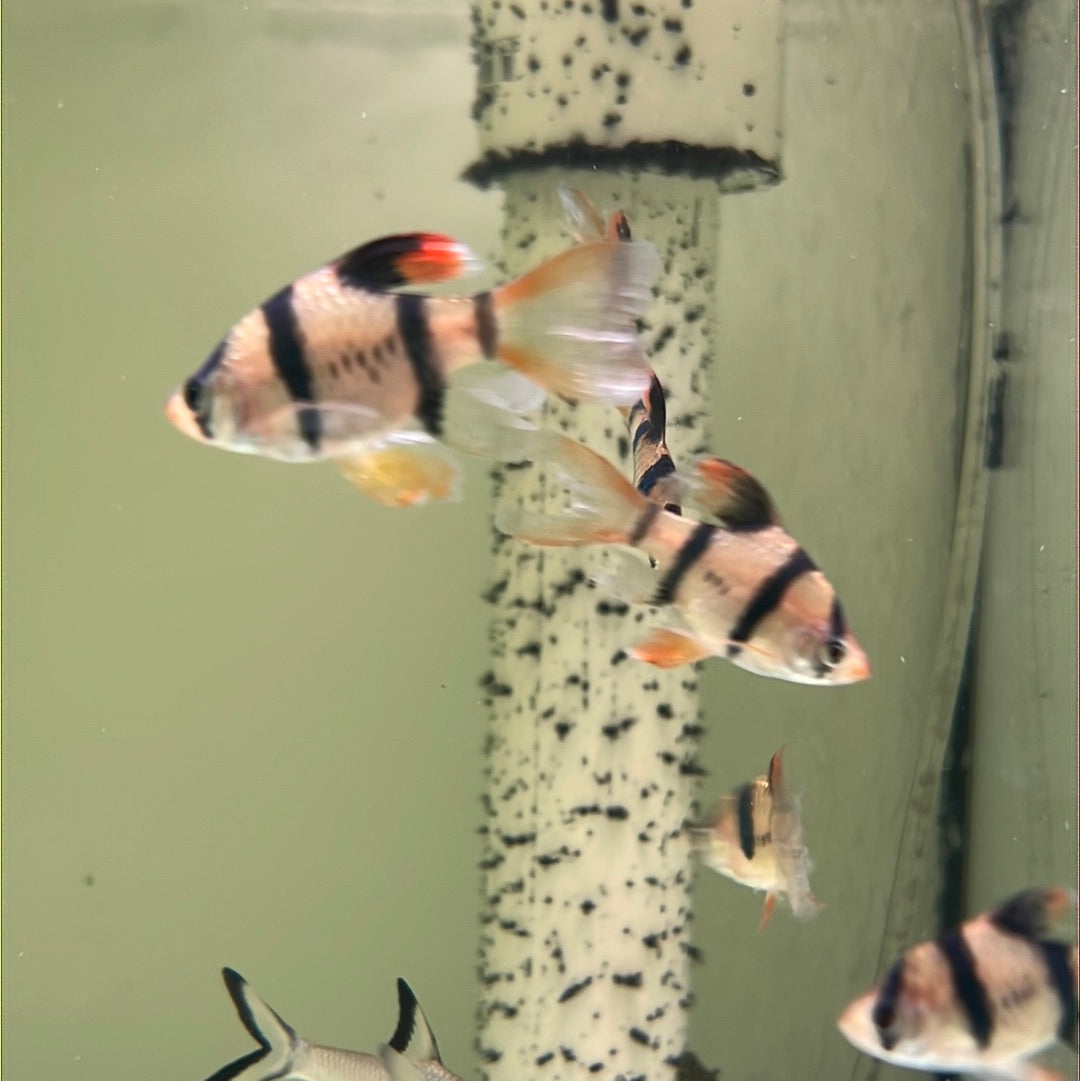 Long Fin Tiger Barb – Tropical Aquarium