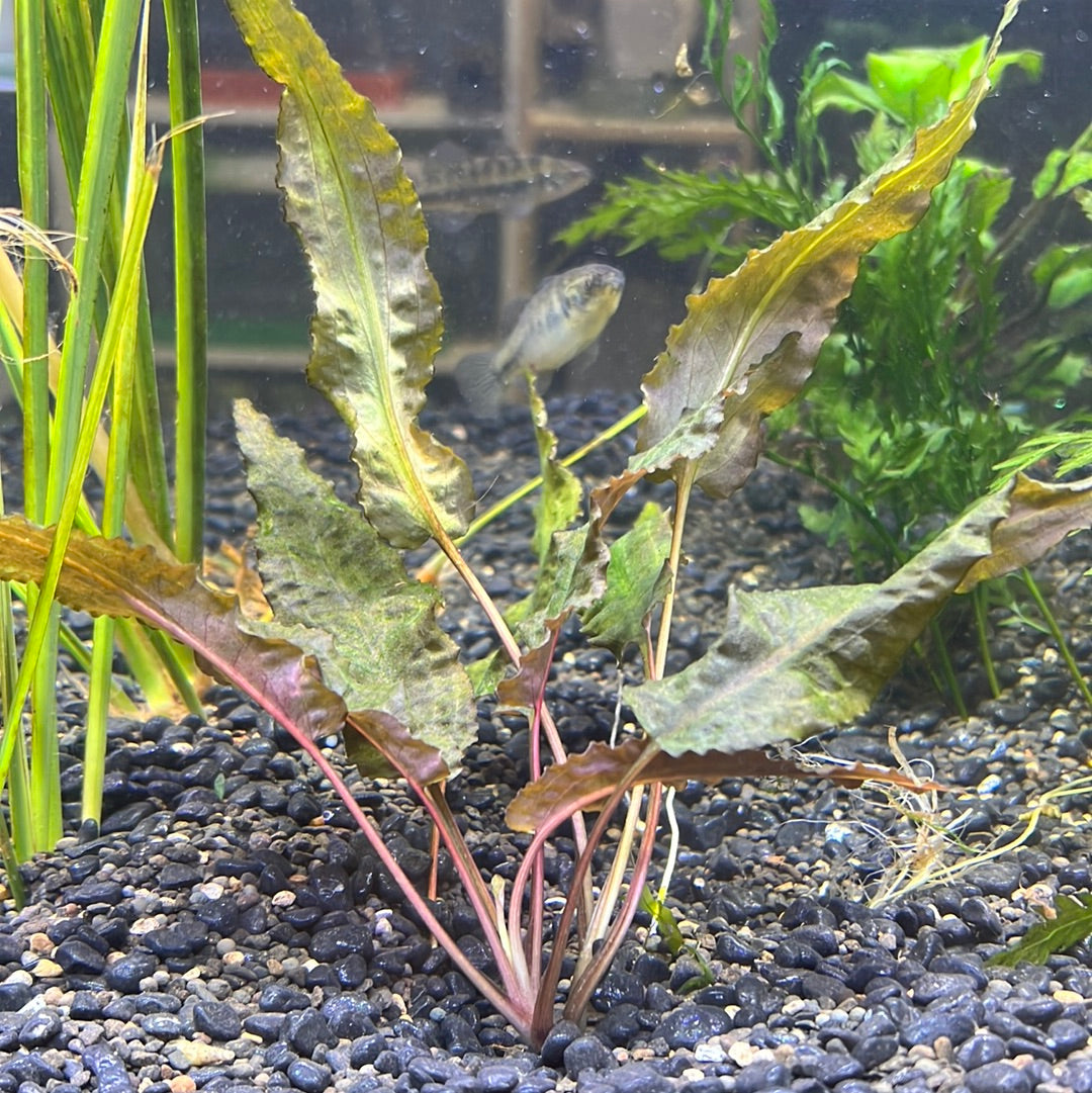 Assorted Crypts – Tropical Aquarium