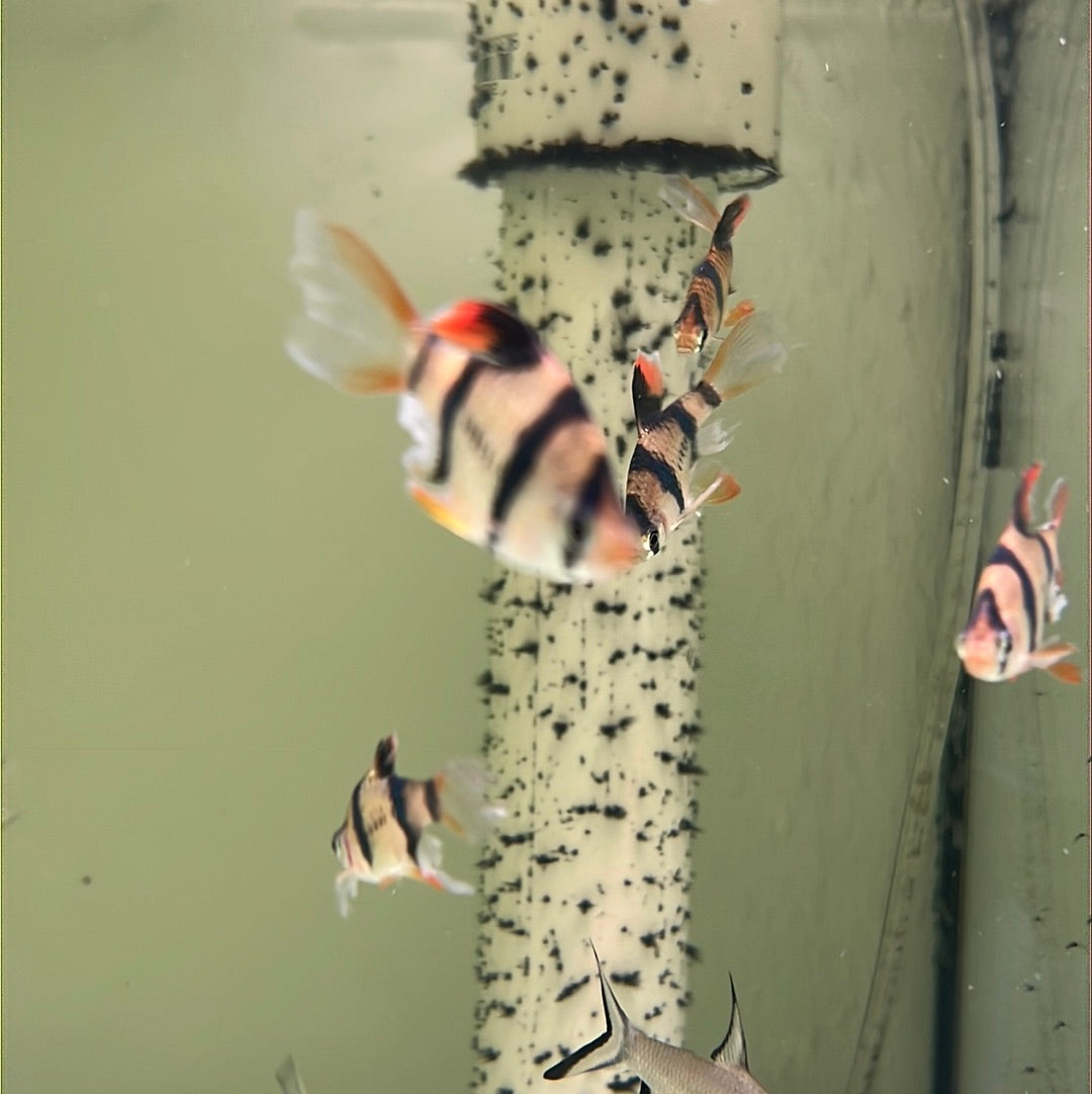 Long Fin Tiger Barb – Tropical Aquarium