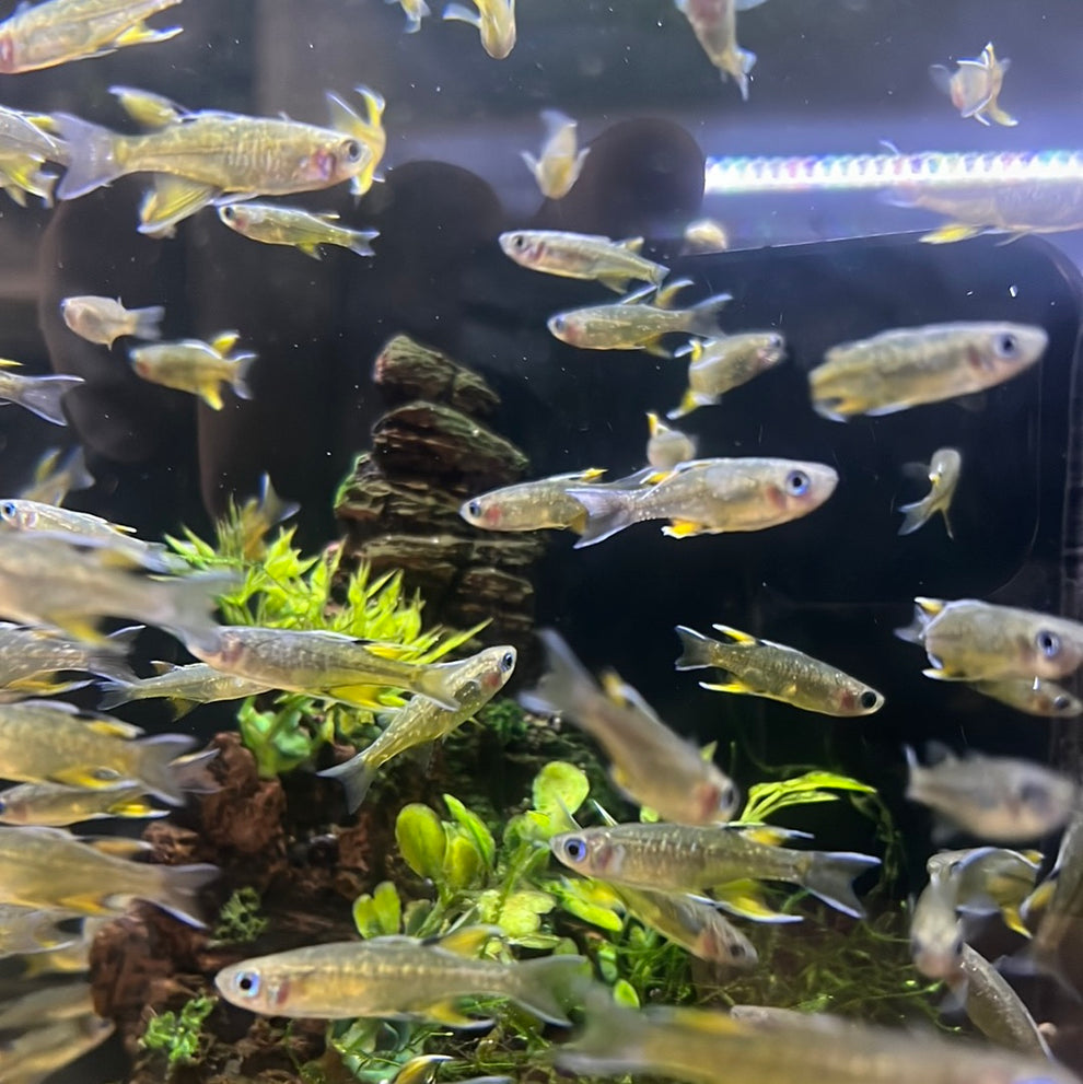 Pacific blue-eye (Pseudomugil signifer) – Tropical Aquarium