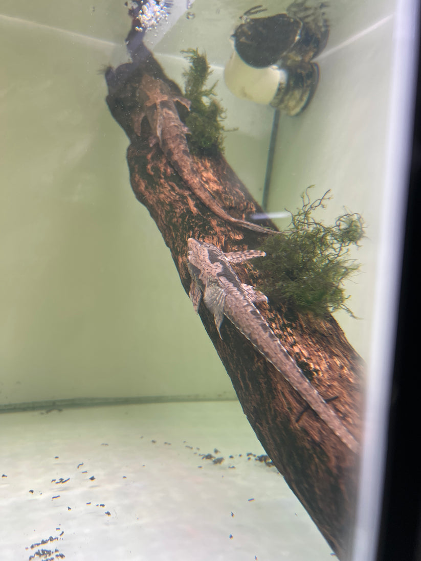Royal Whiptail Catfish (Sturisoma panamense) – Tropical Aquarium