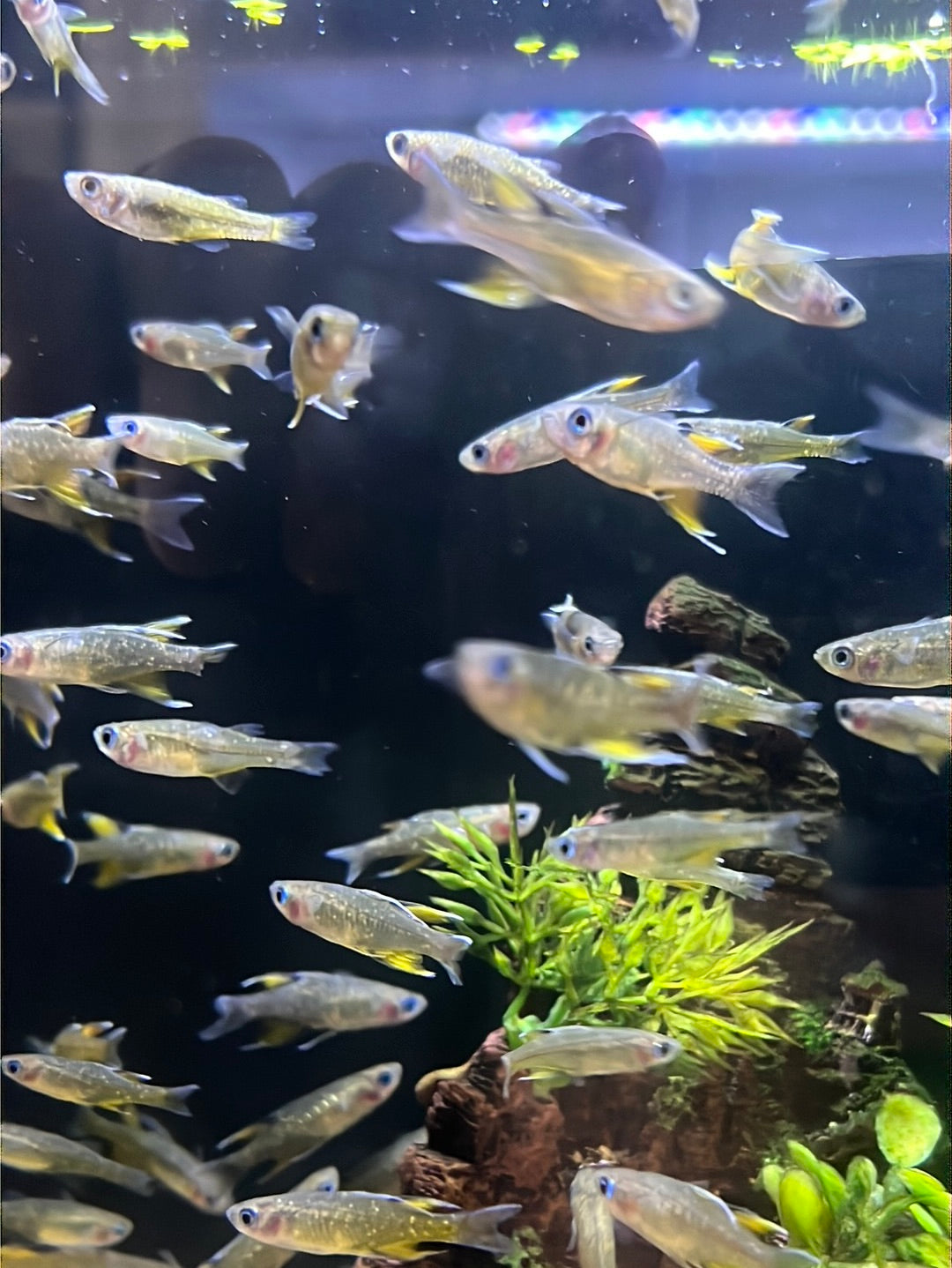 Pacific blue-eye (Pseudomugil signifer) – Tropical Aquarium