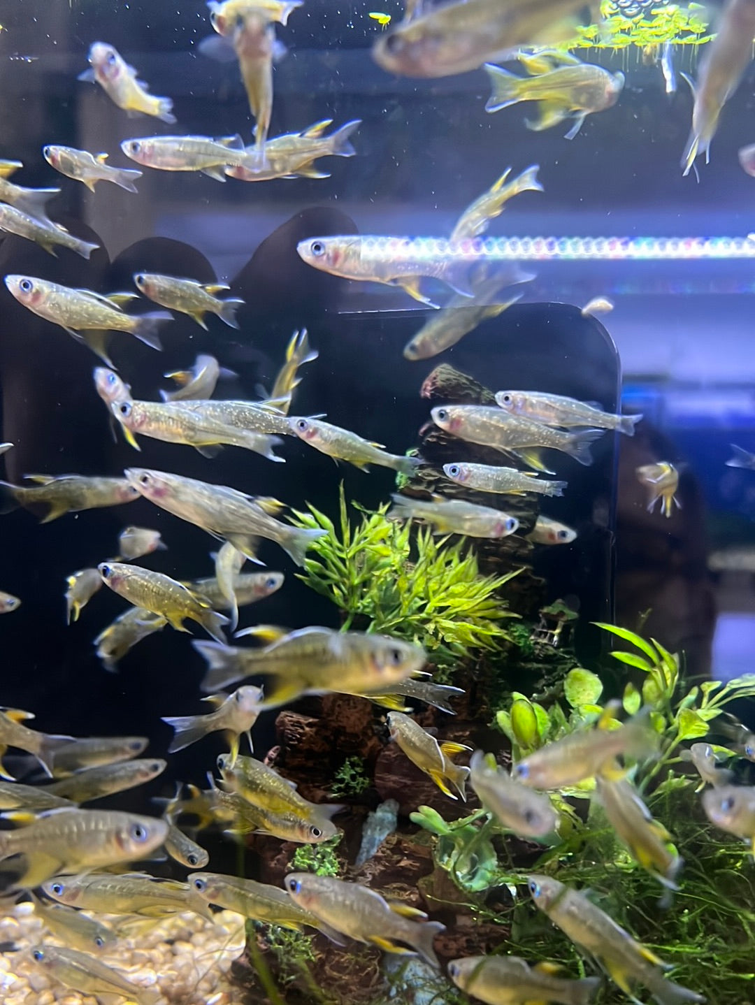 Pacific blue-eye (Pseudomugil signifer) – Tropical Aquarium