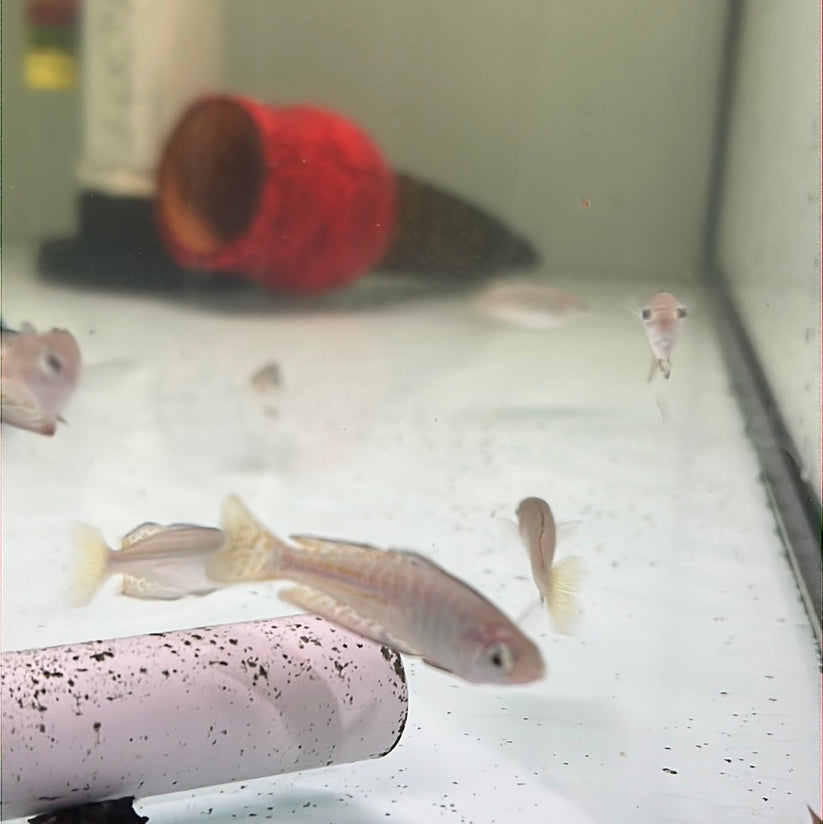 Eastern Rainbowfish Davies Creek(Melanotaenia splendida splendida ...