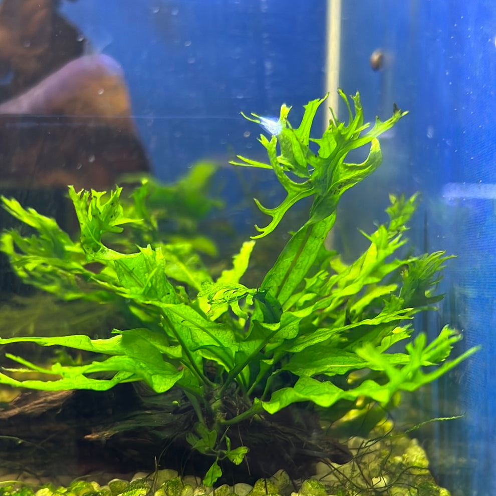 Crested Java Fern – Tropical Aquarium