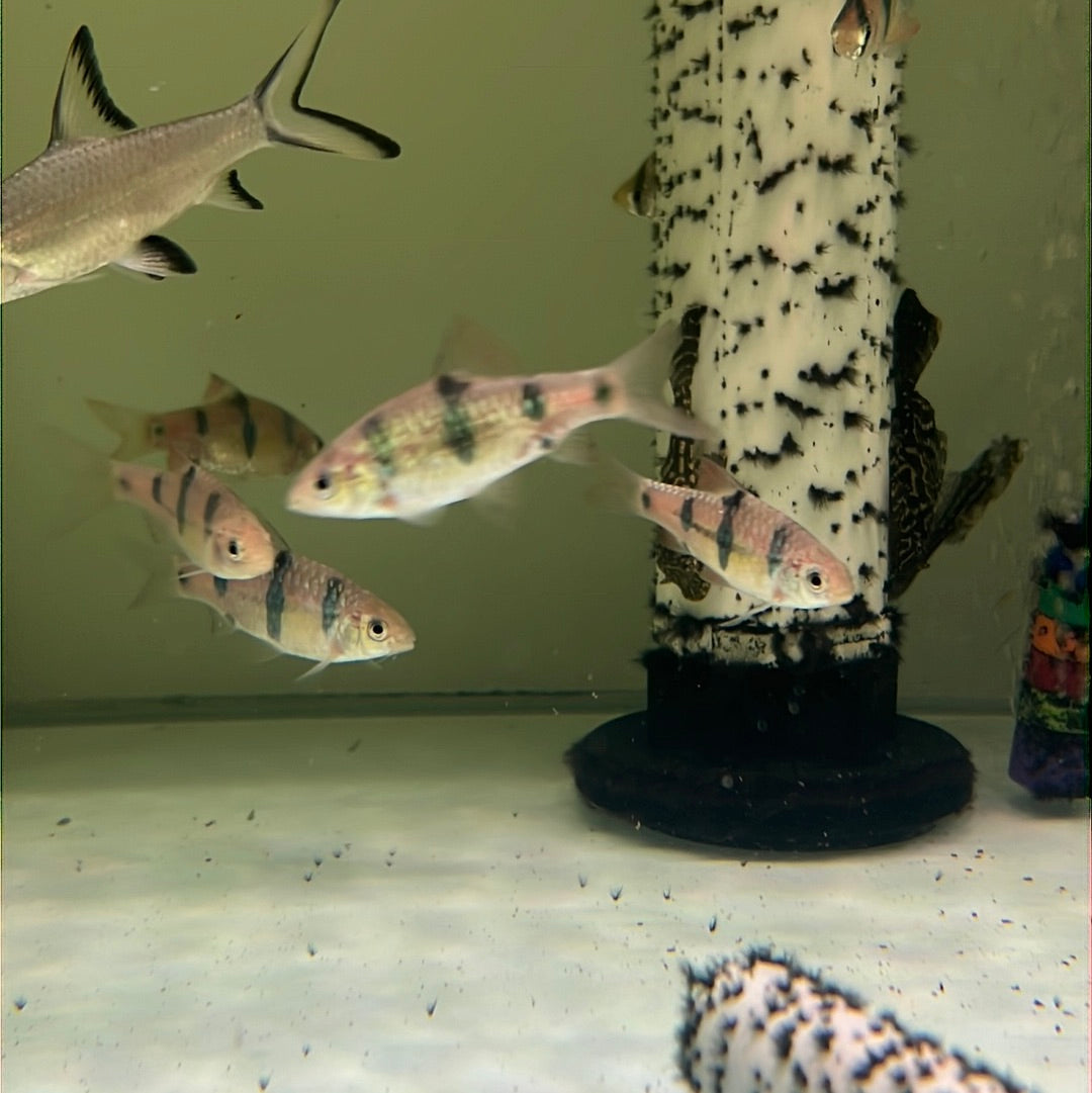 Clown Barb (Puntius everetti) – Tropical Aquarium