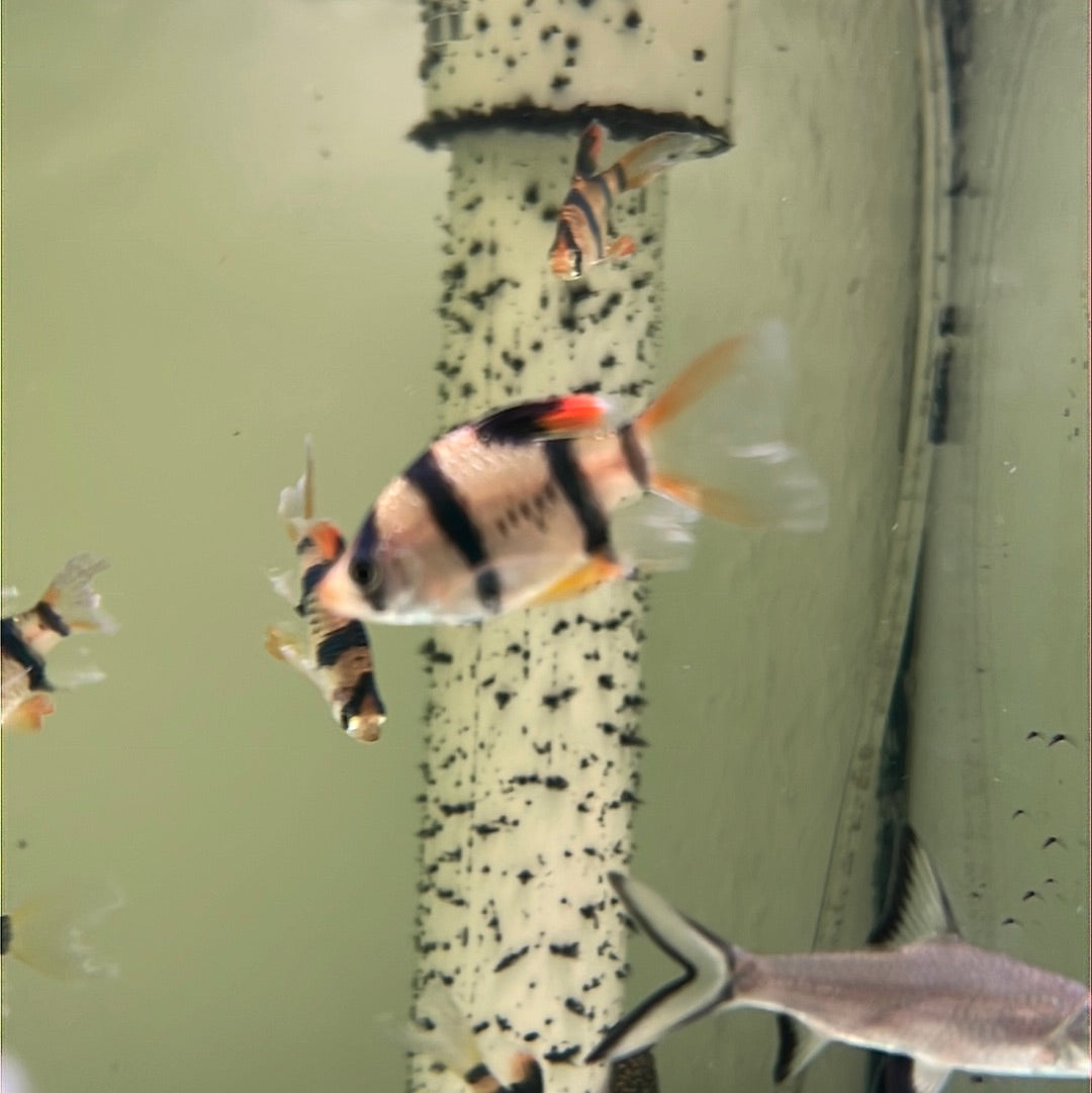 Long Fin Tiger Barb – Tropical Aquarium