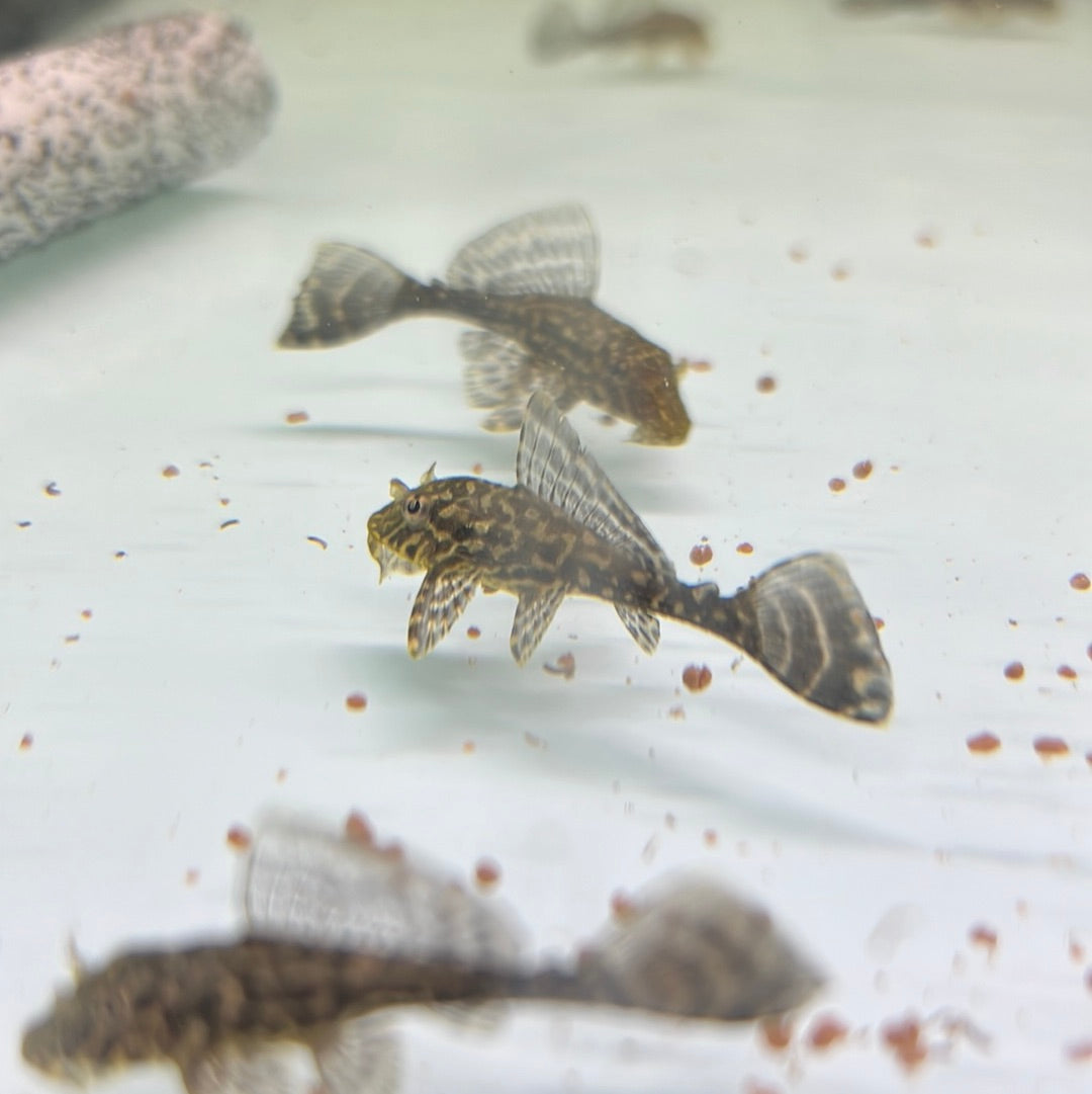 Gold Spot Pleco L001 (Pterygoplichthys joselimaianus) – Tropical Aquarium