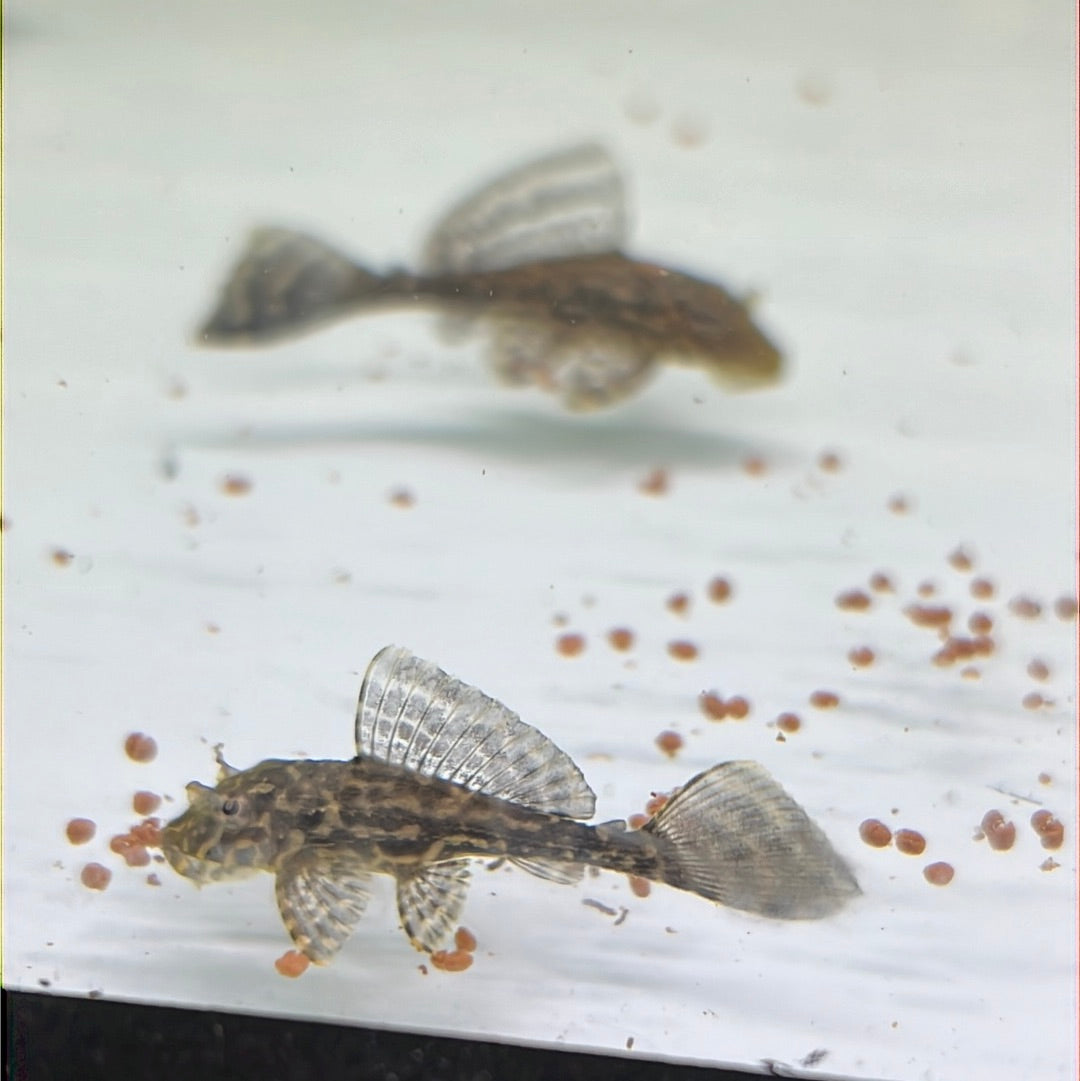 Gold Spot Pleco L001 (Pterygoplichthys joselimaianus) – Tropical Aquarium