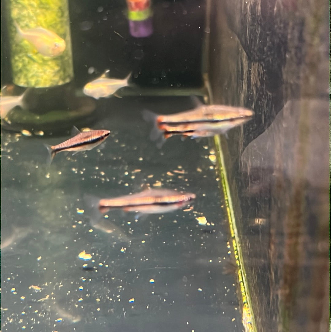 Golden PencilFish (Nannostomus beckfordi) – Tropical Aquarium