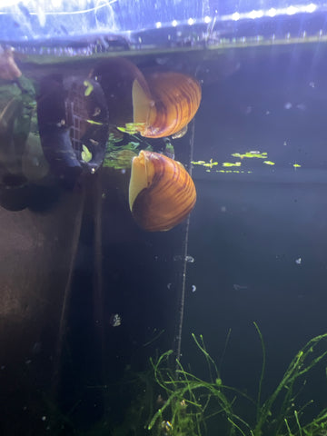 Miscellaneous Fish - Buy Fish Online Australia – Tropical Aquarium