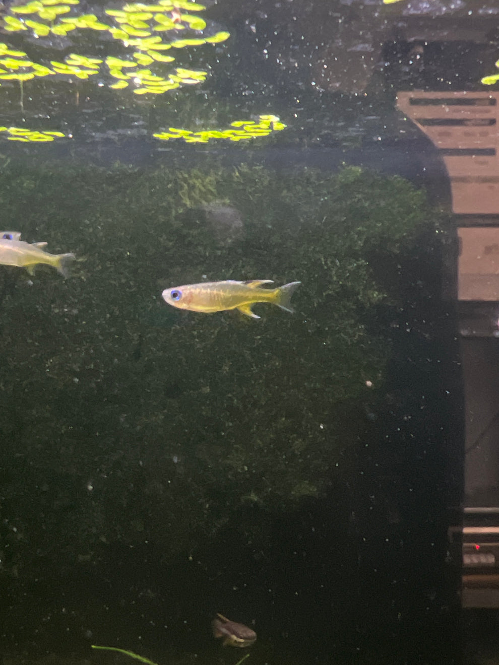 Pacific blue-eye (Pseudomugil signifer) – Tropical Aquarium