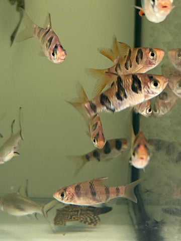 Barb Fish - Buy Barbs Online Australia – Tropical Aquarium