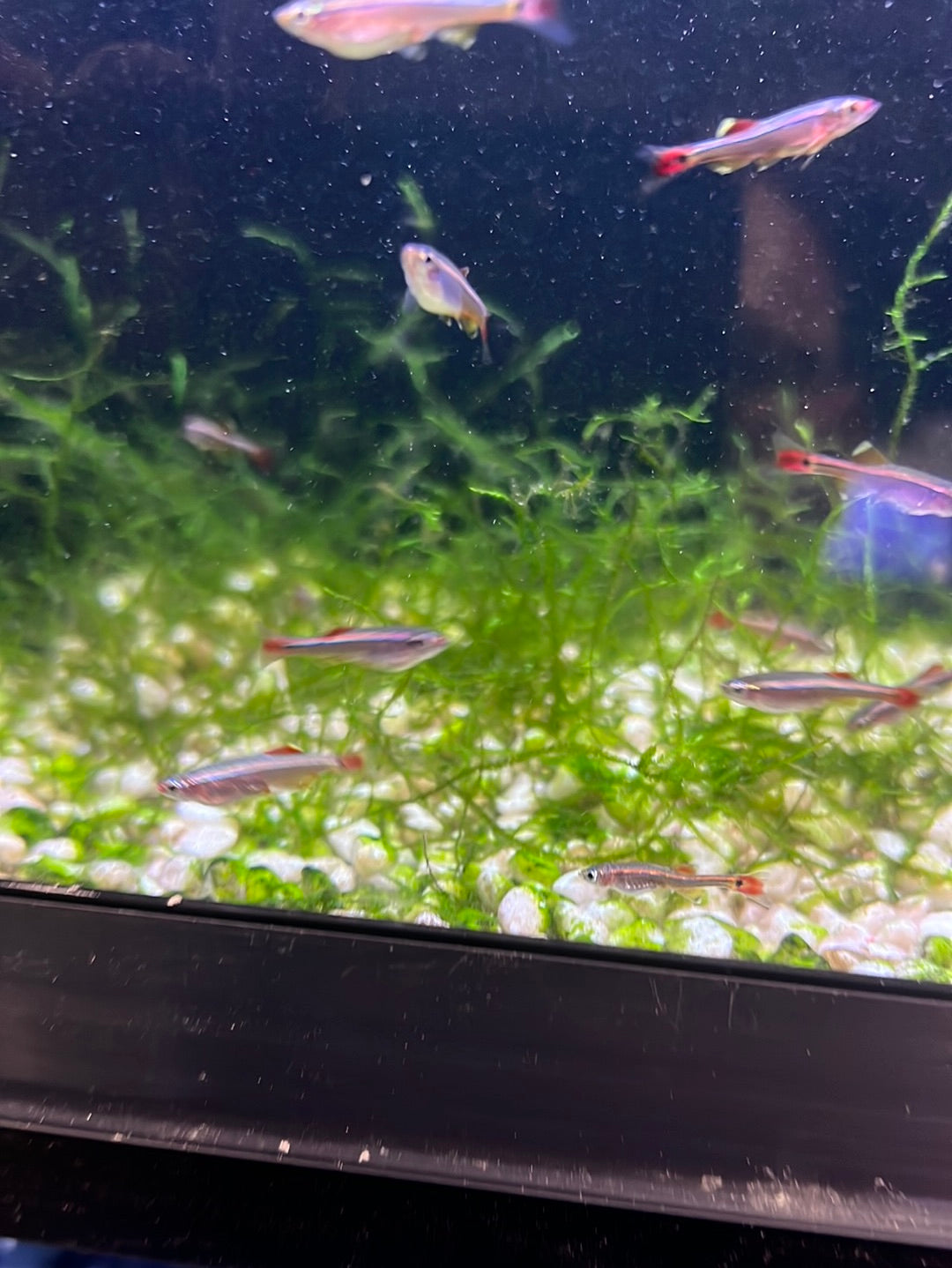 LongFin White Clouds "juv"(mountain minnows) – Tropical Aquarium