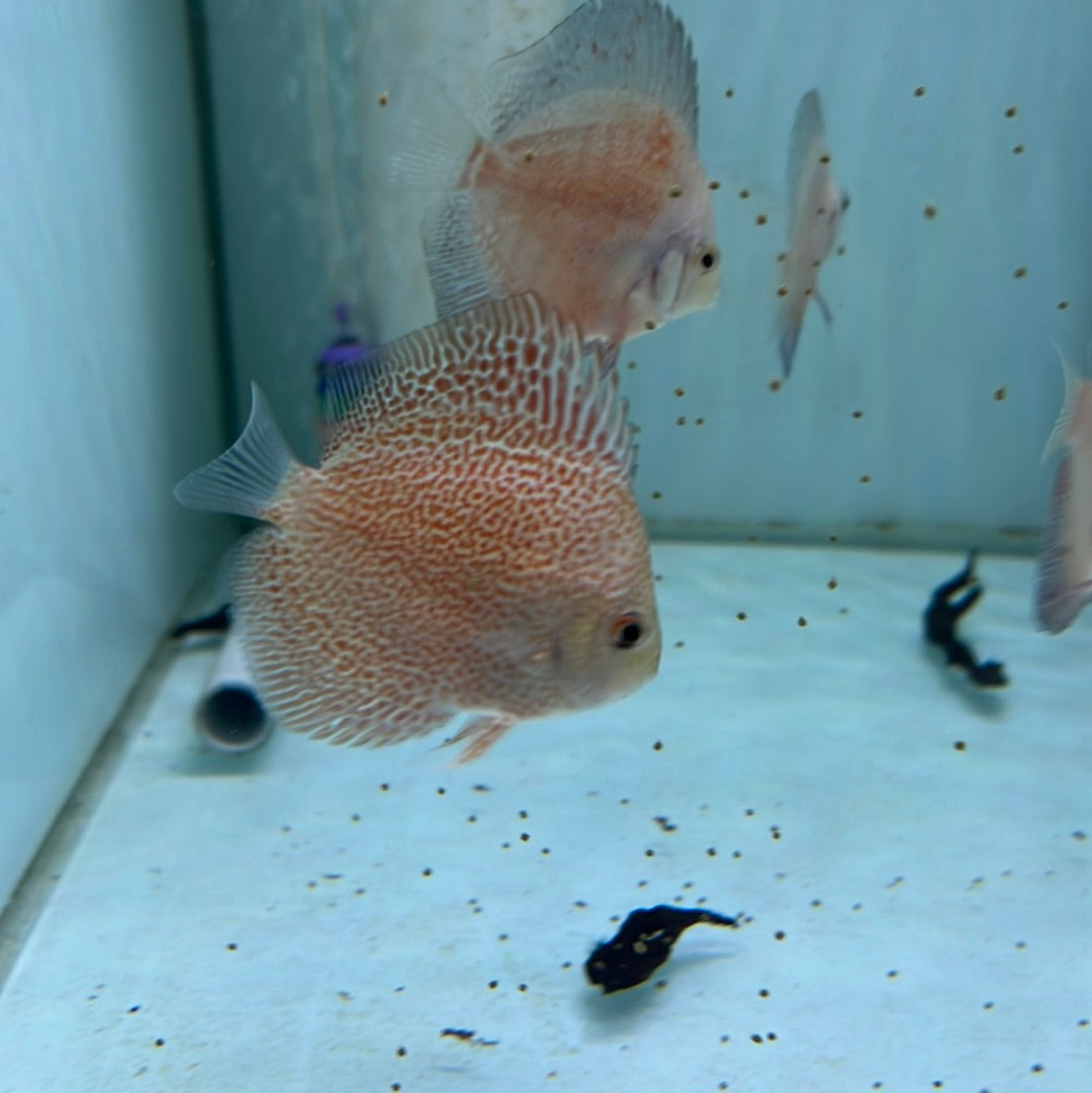 Super King Viper Discus (Symphysodon sp.) – Tropical Aquarium