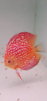 Buy Discus Fish Online Australia – Tropical Aquarium