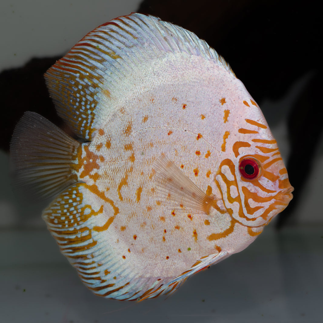 Buy Discus Fish Online Australia – Tropical Aquarium