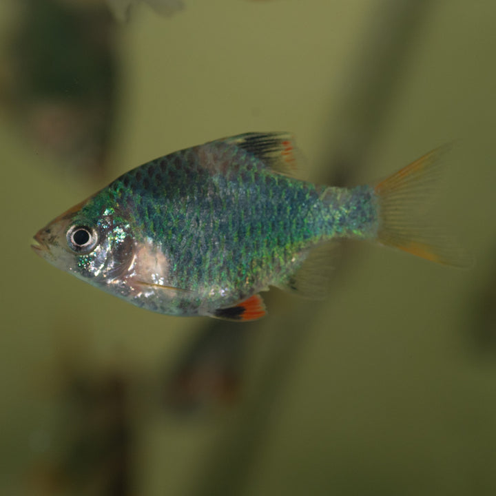 Barb Fish - Buy Barbs Online Australia – Tropical Aquarium