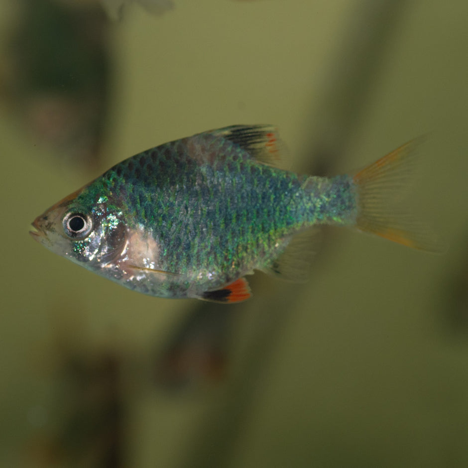 Barb Fish - Buy Barbs Online Australia – Tropical Aquarium