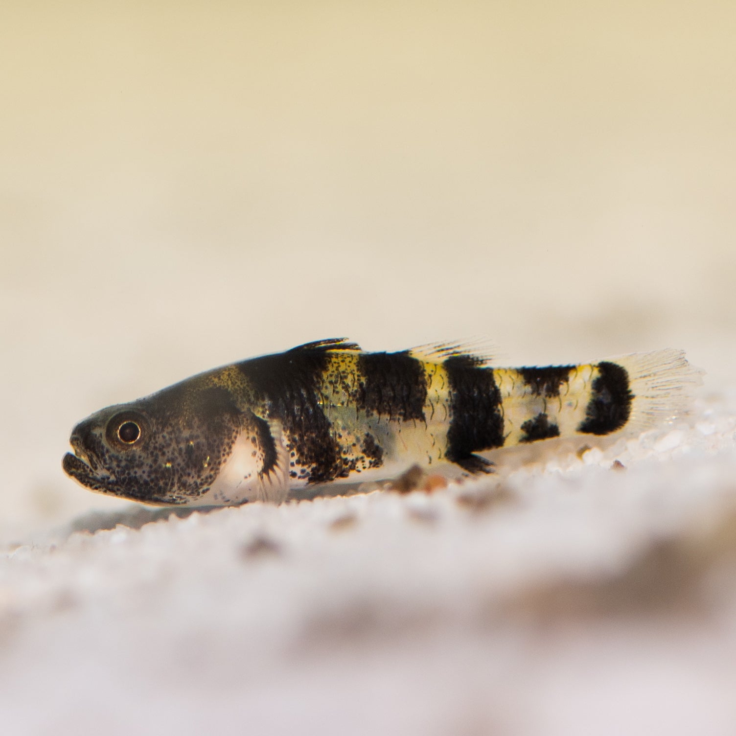 Bumblebee Goby (Brachygobius mekongensis) – Tropical Aquarium