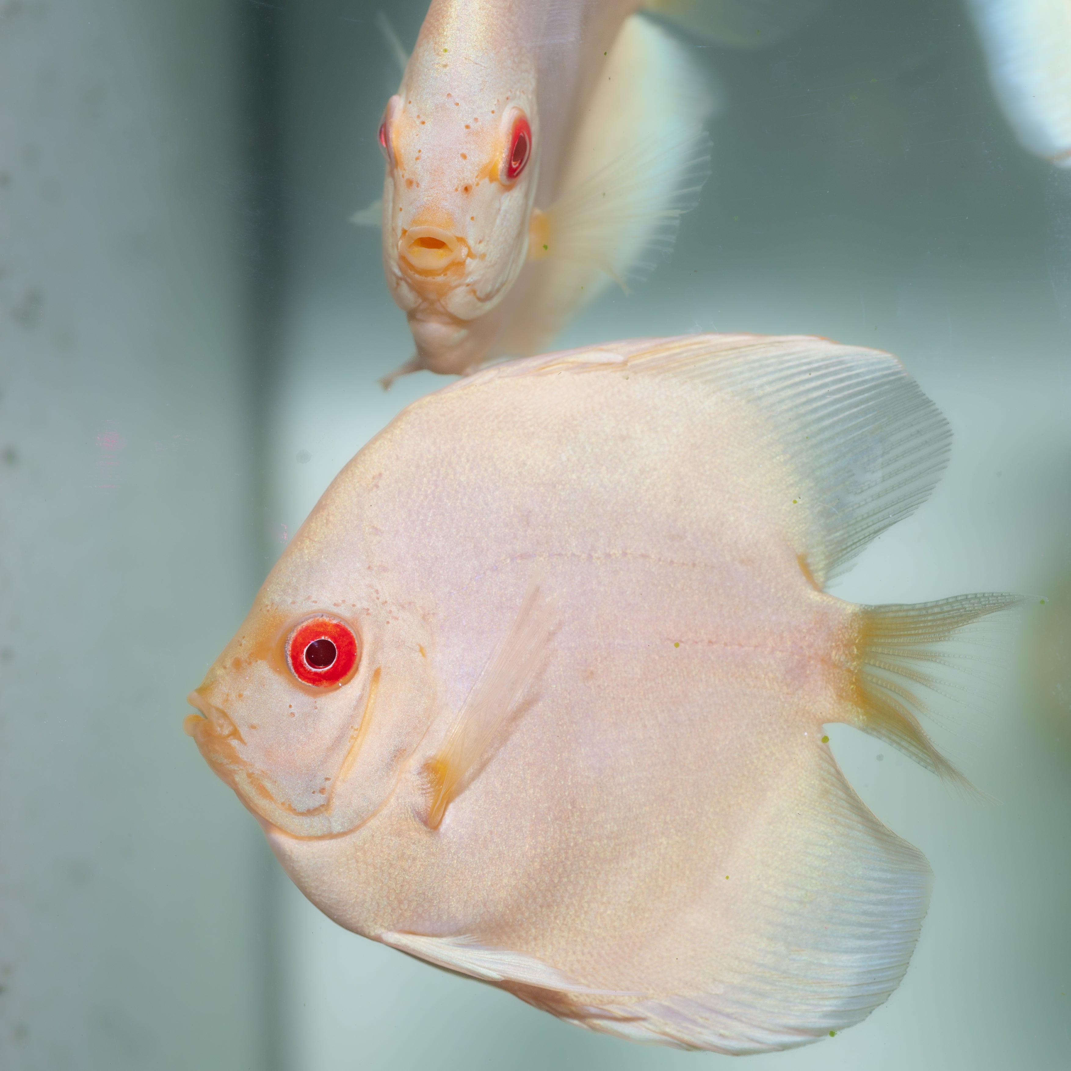 White Diamond (red eye) Discus (Symphysodon sp.) – Tropical Aquarium