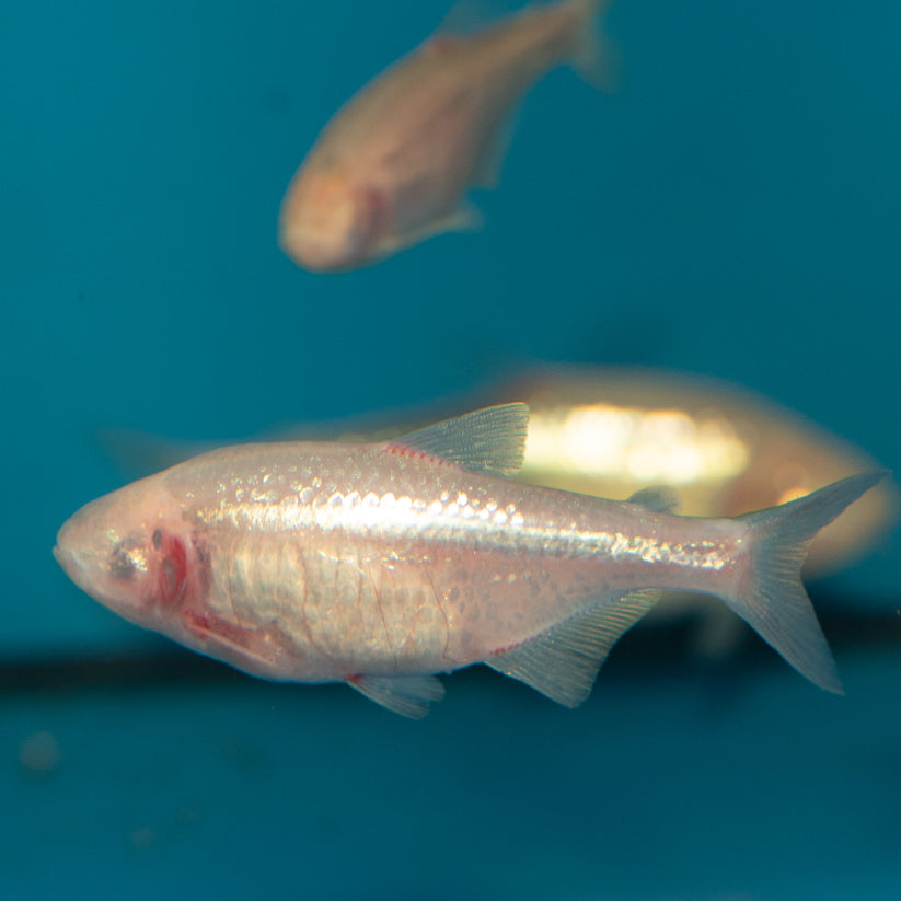 Blind Cave Tetra (Astyanax jordani) – Tropical Aquarium
