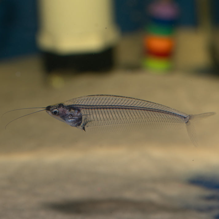 Phantom Glass Catfish (Kryptopterus bicirrhis) – Tropical Aquarium
