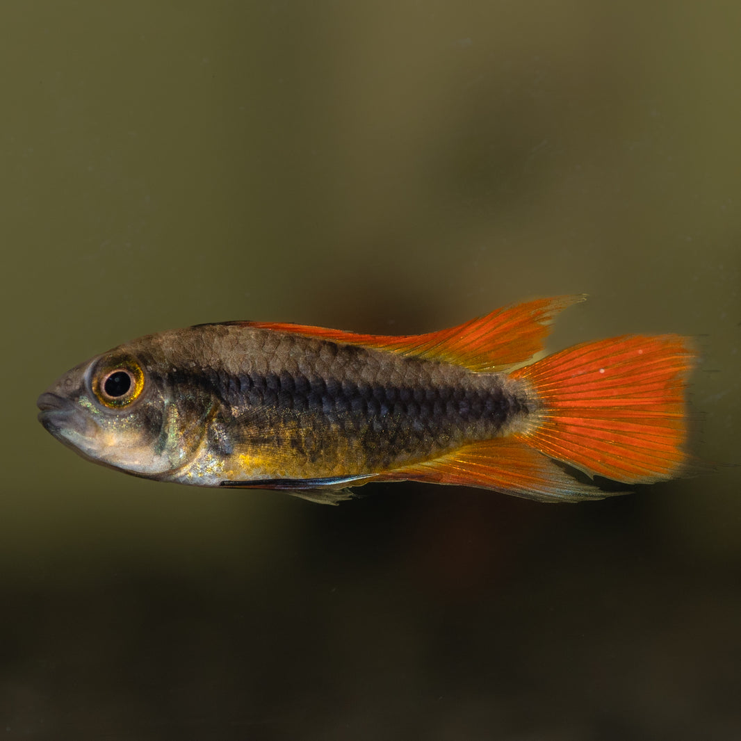 Barb Fish - Buy Barbs Online Australia – Tropical Aquarium