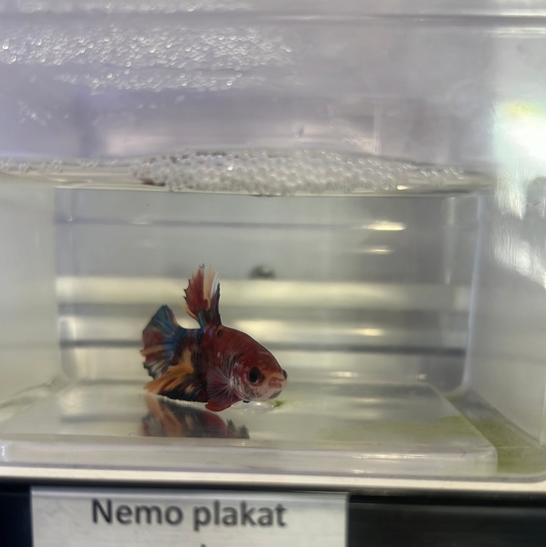 Bettas - Buy Betta Fish (Fighting Fish) Online Australia – Tropical ...